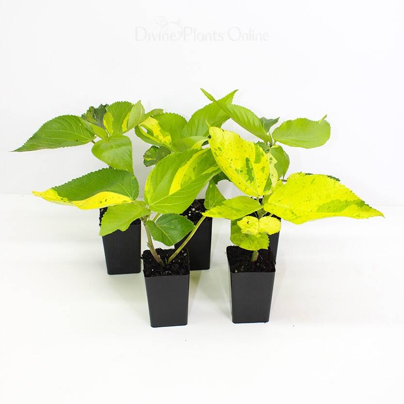 Acalypha wilkesiana Green & Gold – Divine Plants Online Shop