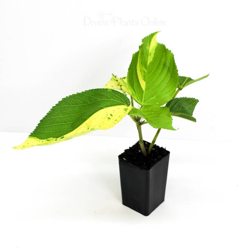 Acalypha wilkesiana Green & Gold – Divine Plants Online Shop