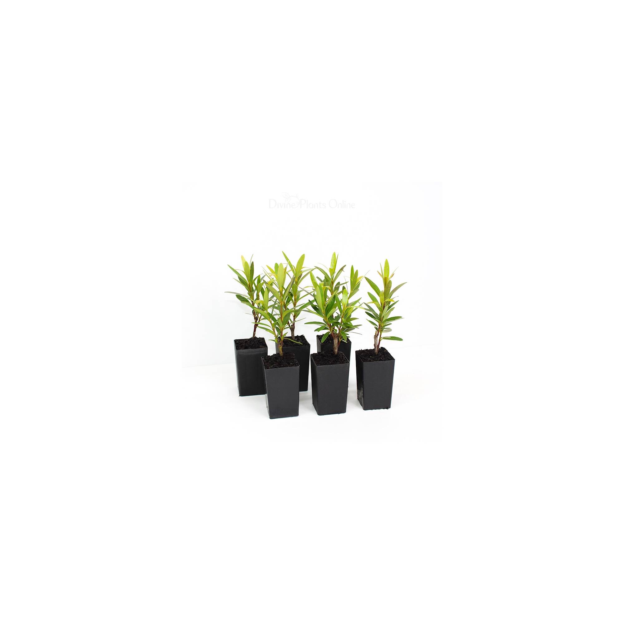 Xanthostemon chrysanthus Little Penda – Divine Plants Online Shop