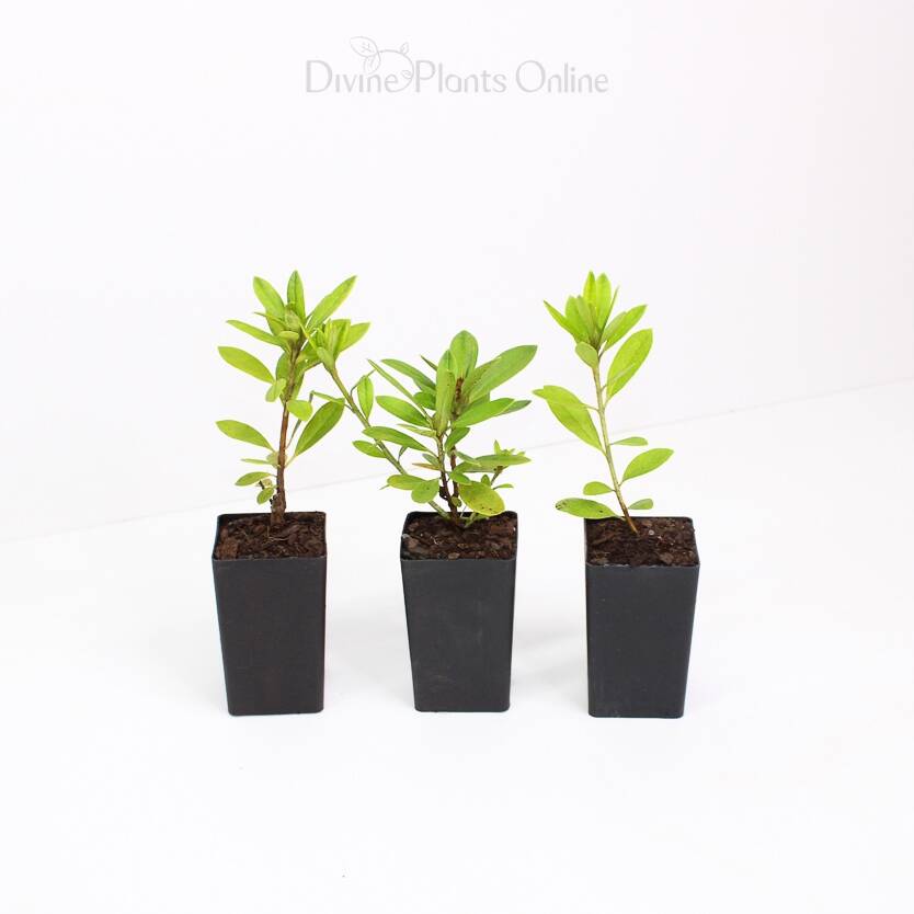 Azalea indica Alaska – Divine Plants Online Shop