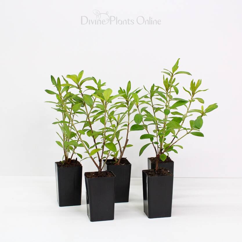 Azalea Alphonse Anderson – Divine Plants Online Shop