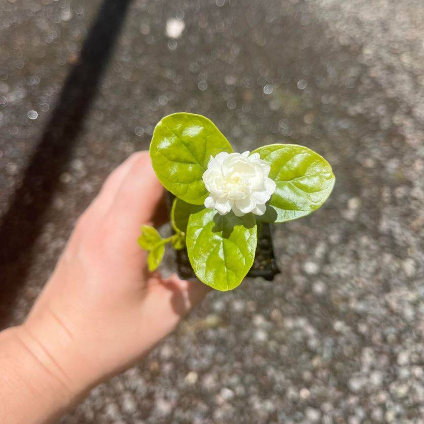 Order for Priyanka - 134 Chinese Emperor – Divine Plants Online Shop