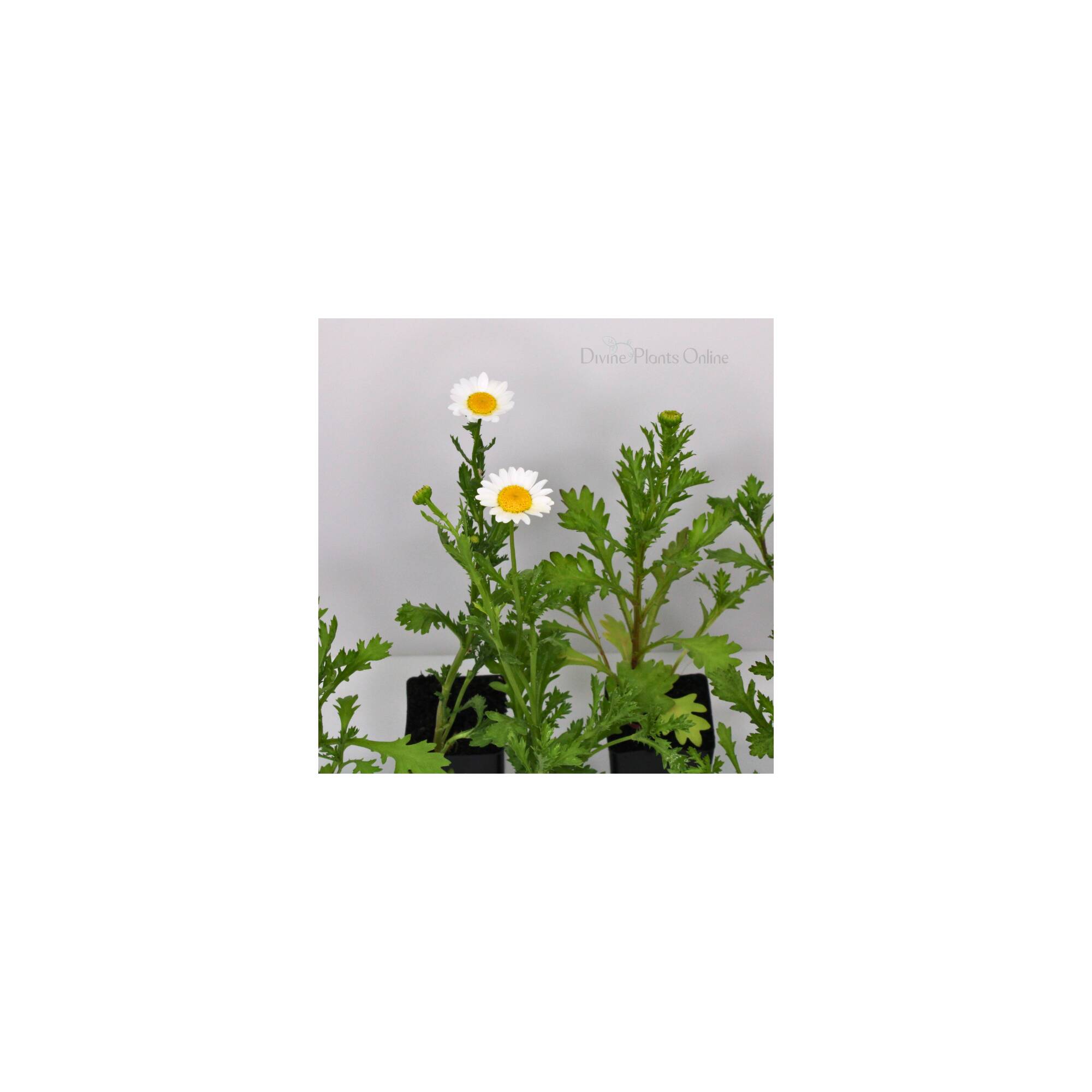 Chrysanthemum Pure White – Divine Plants Online Shop Chrysanthemum Pure White – Divine Plants Online Shop