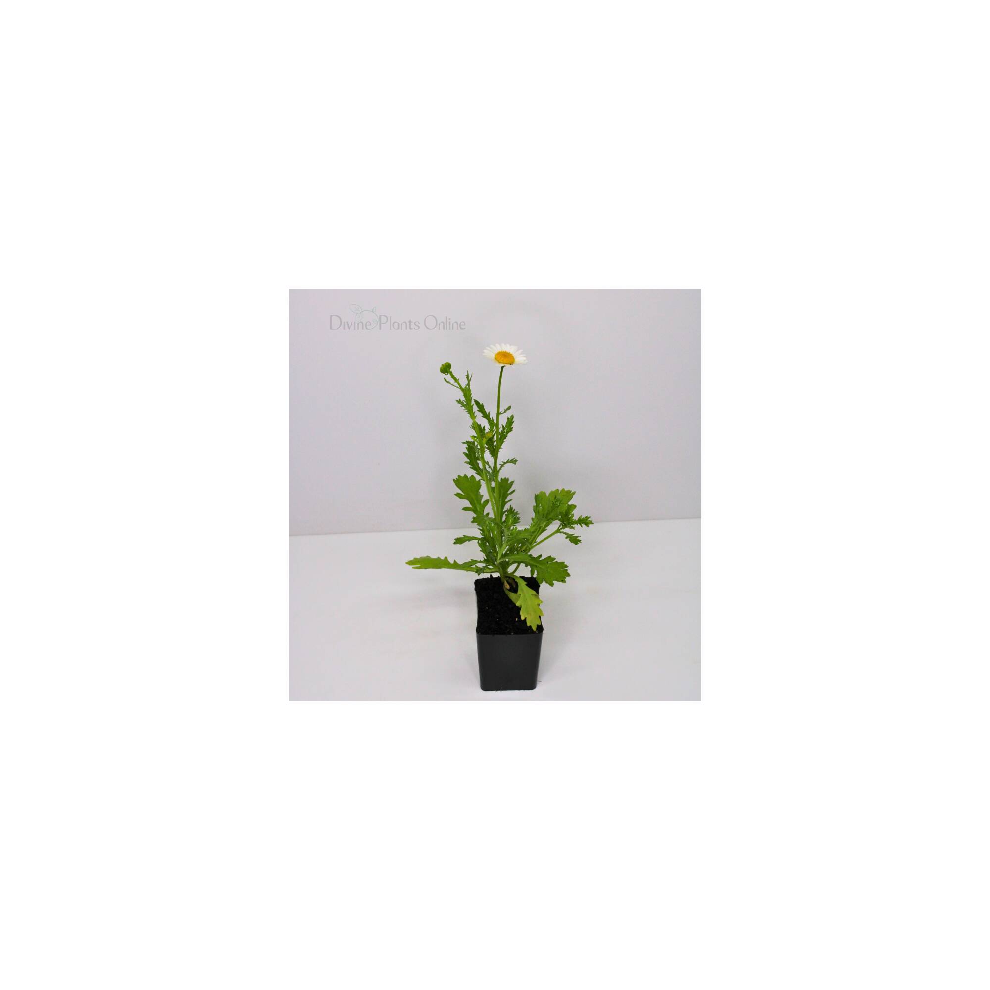 Chrysanthemum Pure White – Divine Plants Online Shop