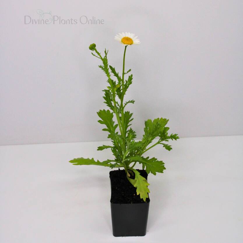 Chrysanthemum Pure White – Divine Plants Online Shop Chrysanthemum Pure White – Divine Plants Online Shop