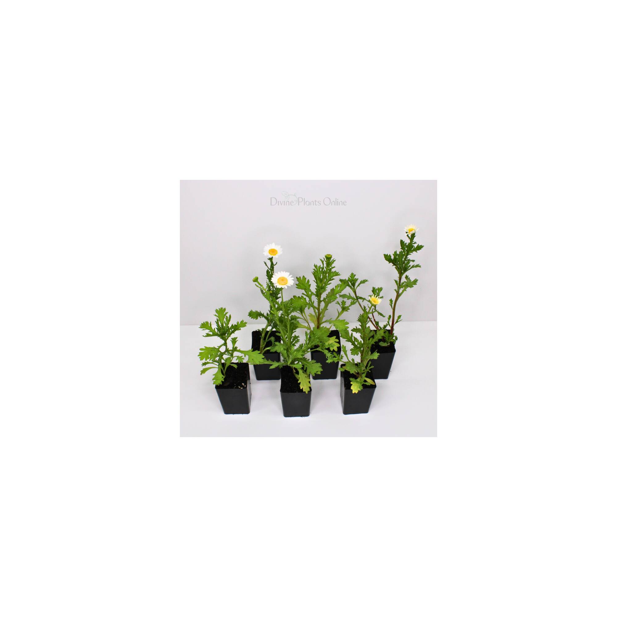 Chrysanthemum Pure White – Divine Plants Online Shop