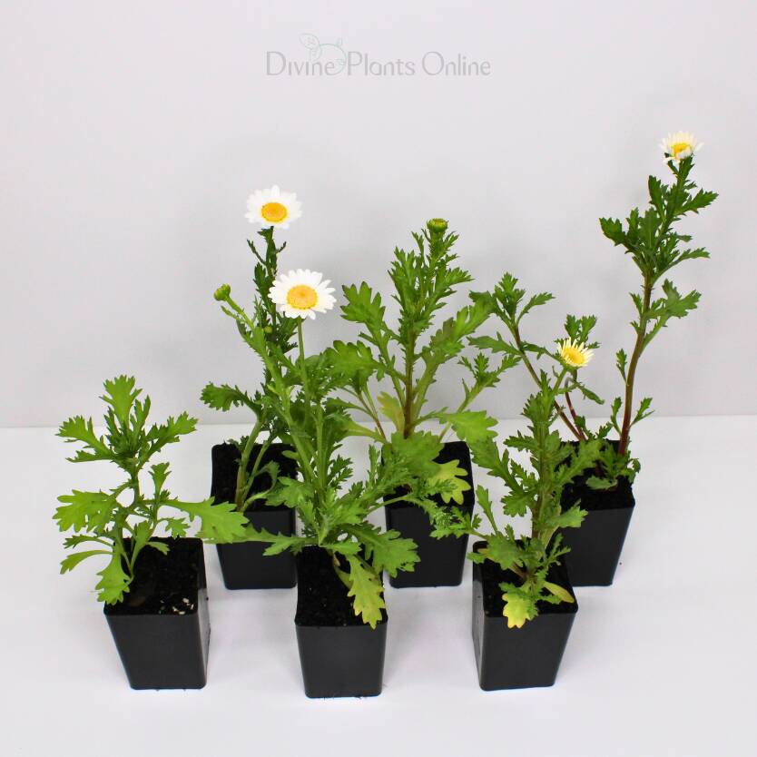 Chrysanthemum Pure White – Divine Plants Online Shop Chrysanthemum Pure White – Divine Plants Online Shop
