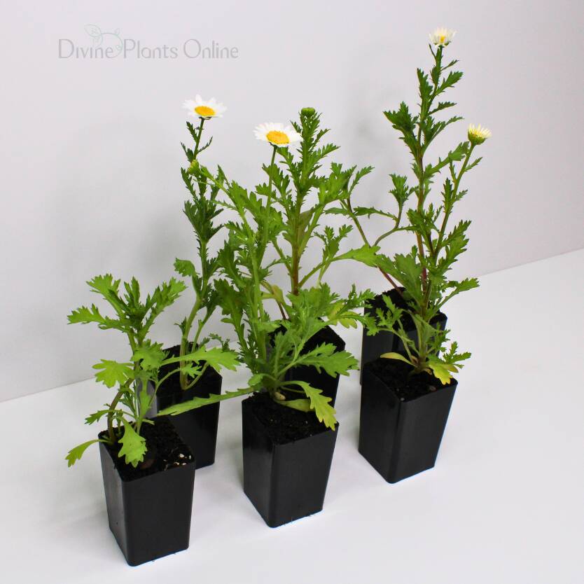 Chrysanthemum Pure White – Divine Plants Online Shop Chrysanthemum Pure White – Divine Plants Online Shop