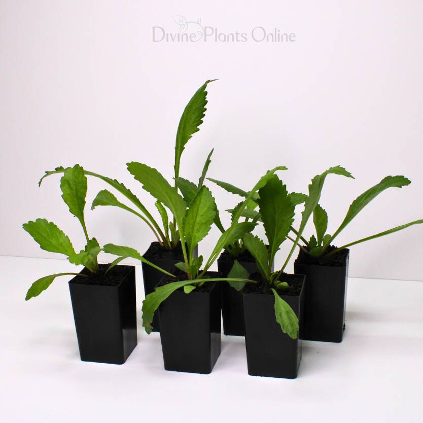 Chrysanthemum May Queen – Divine Plants Online Shop