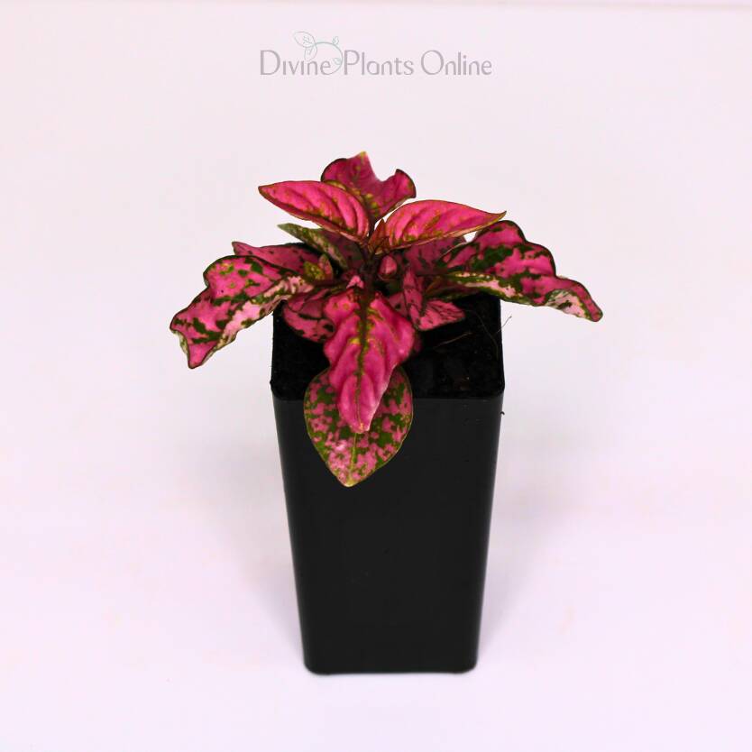 Hypoestes Rose - Divine Plants Online Shop – Divine Plants Online Shop