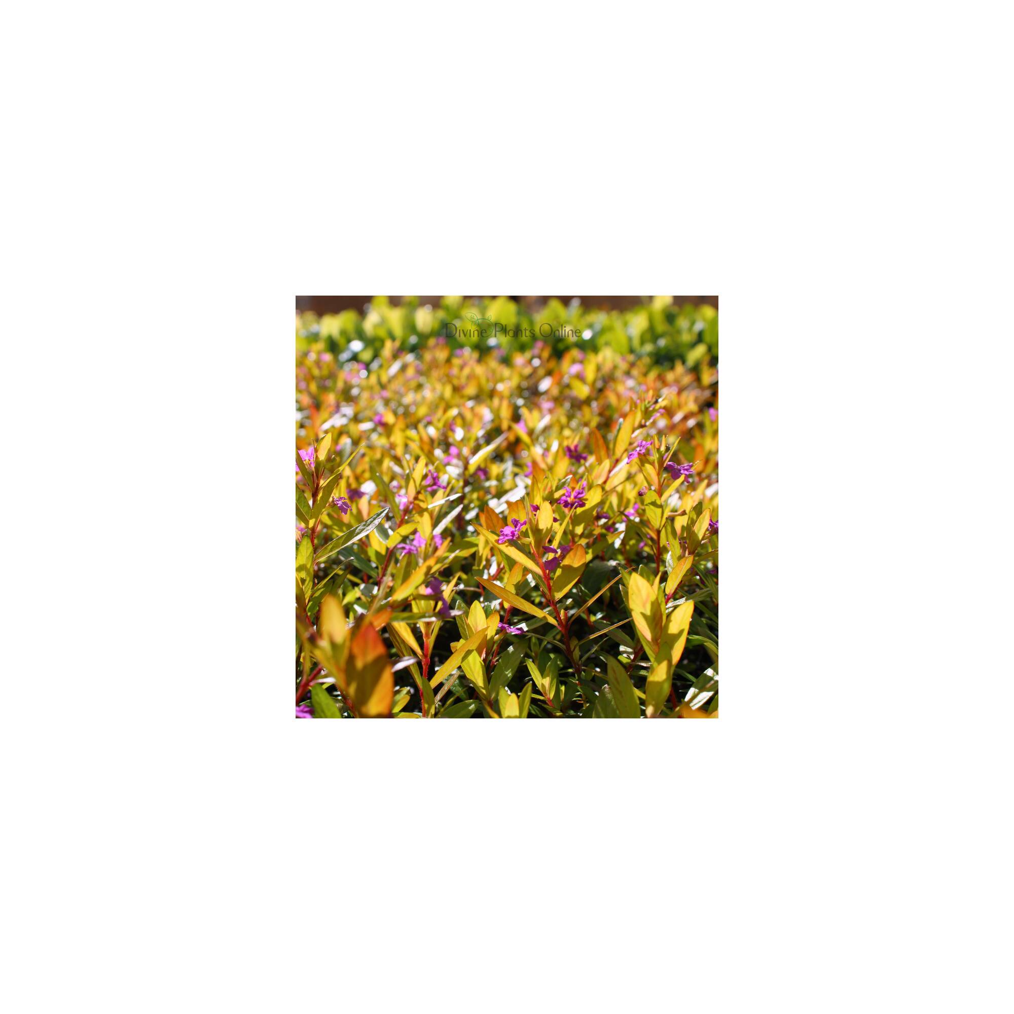 Cuphea Golden Ruby – Divine Plants Online Shop
