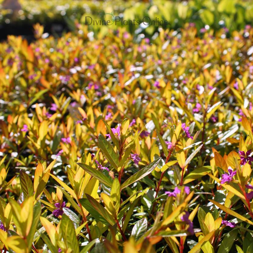 Cuphea Golden Ruby – Divine Plants Online Shop