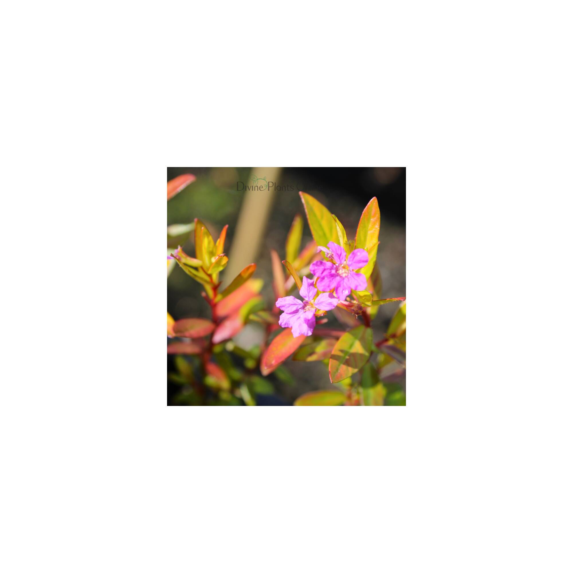 Cuphea Golden Ruby – Divine Plants Online Shop