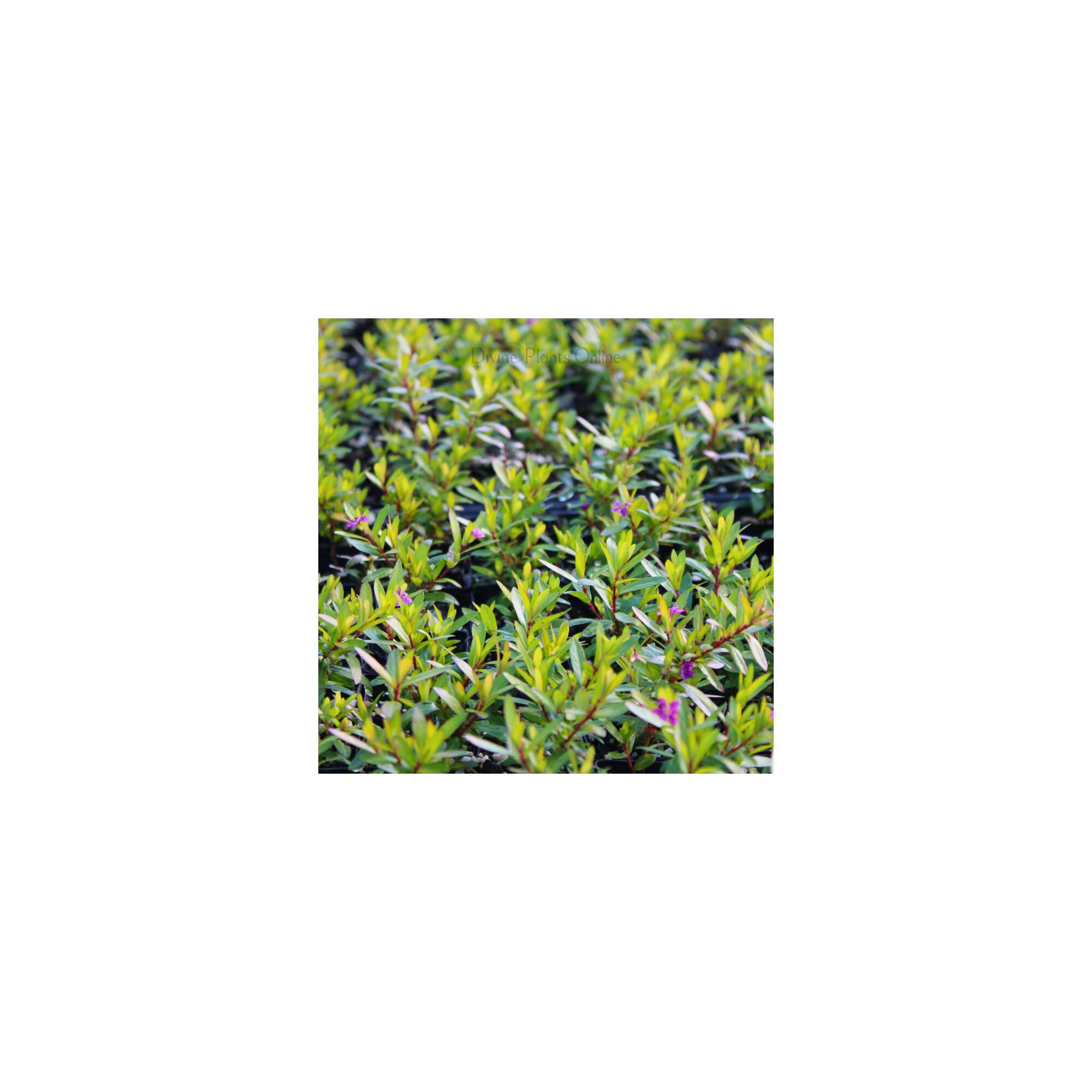 Cuphea hyssopifolia Violet – Divine Plants Online Shop