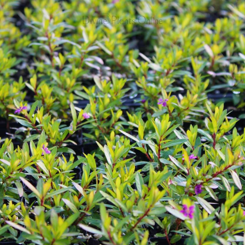 Cuphea hyssopifolia Violet – Divine Plants Online Shop