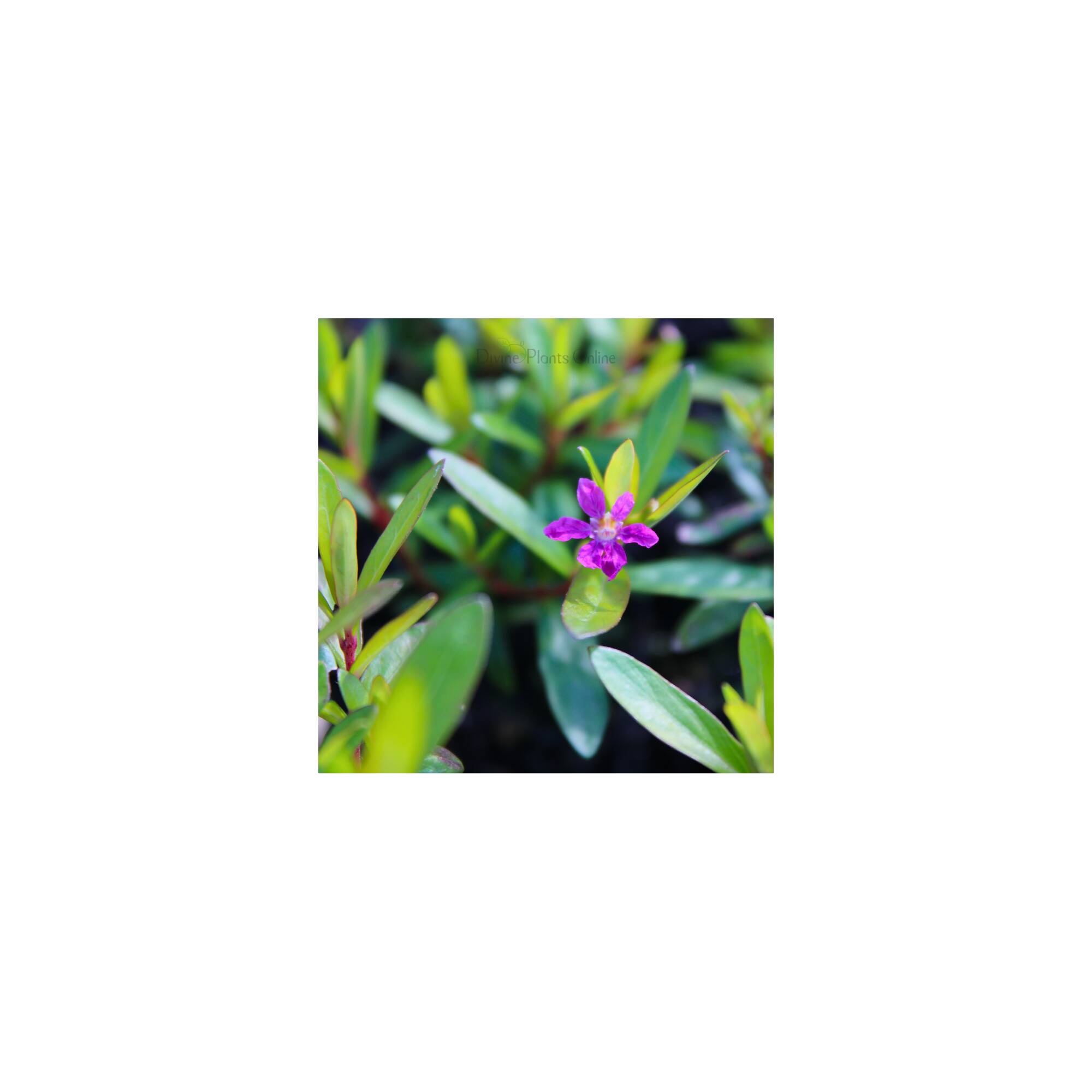 Cuphea hyssopifolia Violet – Divine Plants Online Shop