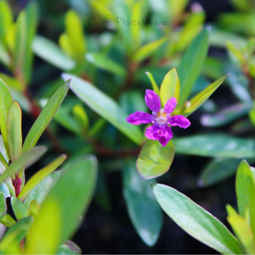 Cuphea hyssopifolia Violet – Divine Plants Online Shop