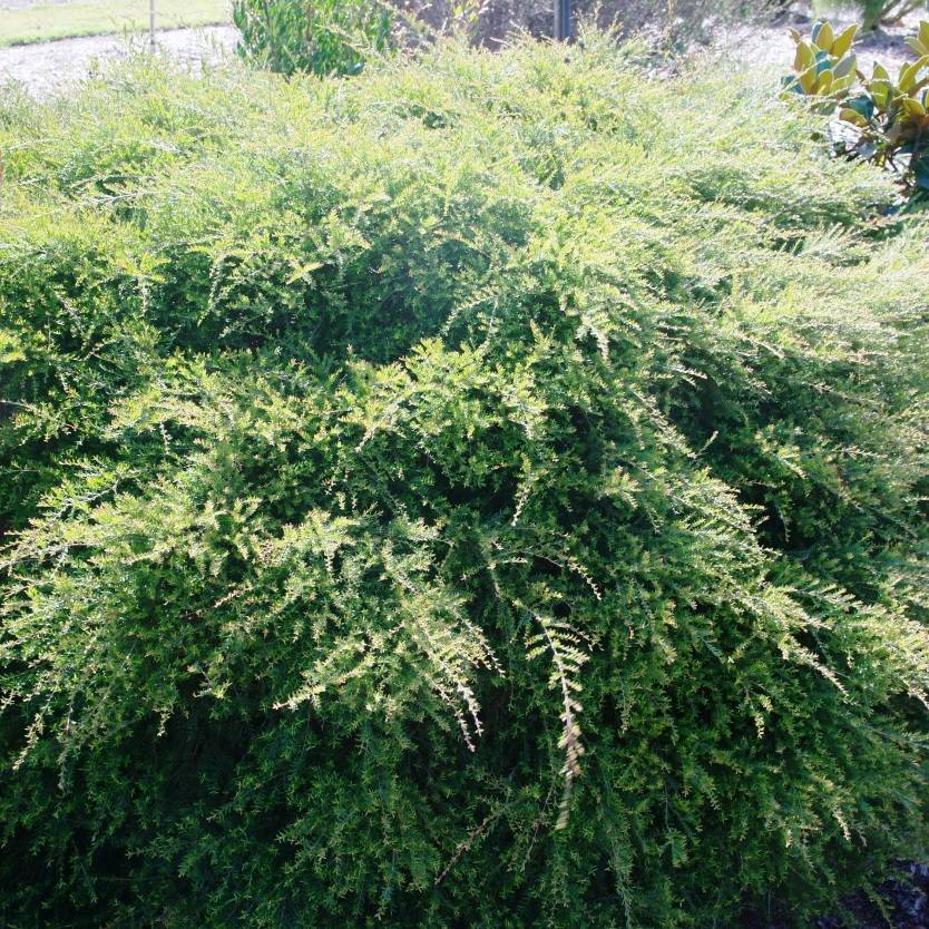 Babingtonia virgata Dwarf Form – Divine Plants Online Shop