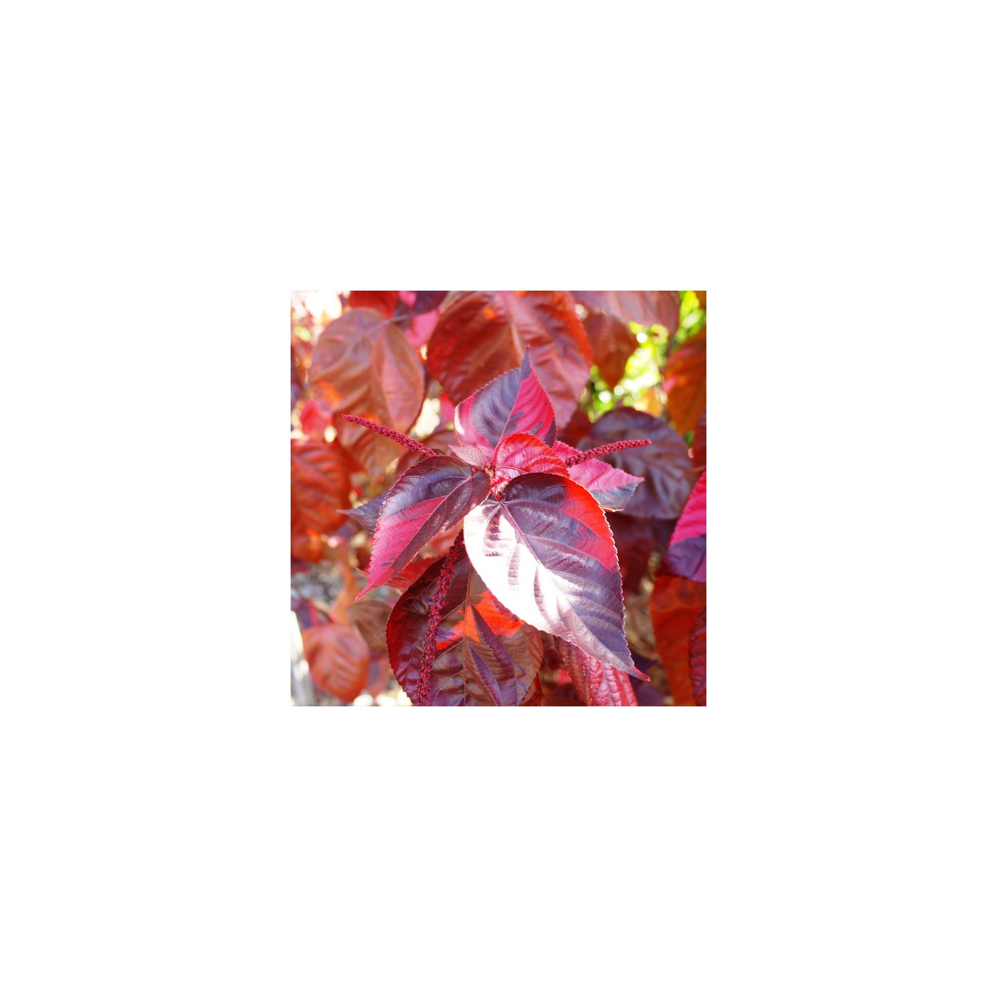 Acalypha wilkesiana Bronze Pink – Divine Plants Online Shop