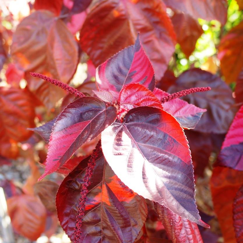 Acalypha wilkesiana Bronze Pink – Divine Plants Online Shop