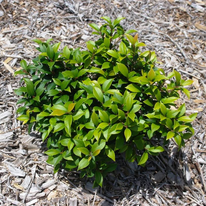 Acmena smithii "Allyn Magic" – Divine Plants Online Shop