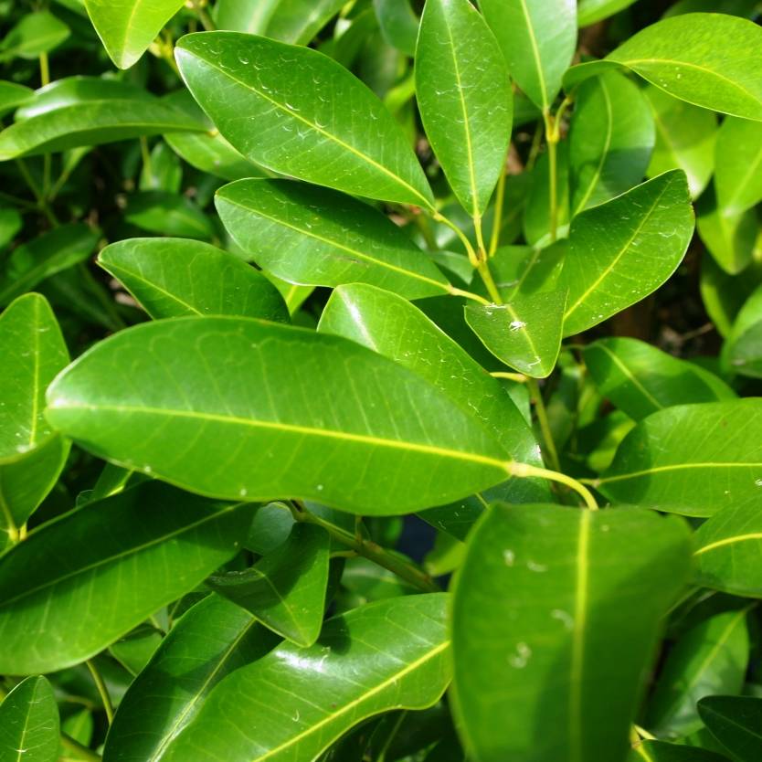 Acronychia imperforata – Divine Plants Online Shop