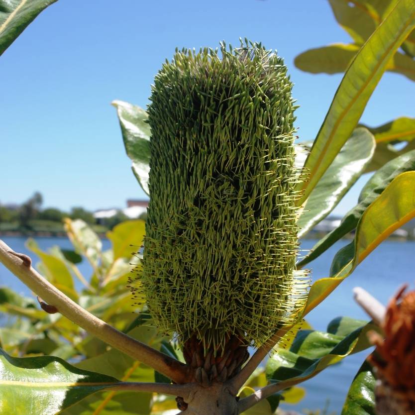 Banksia robur – Divine Plants Online Shop