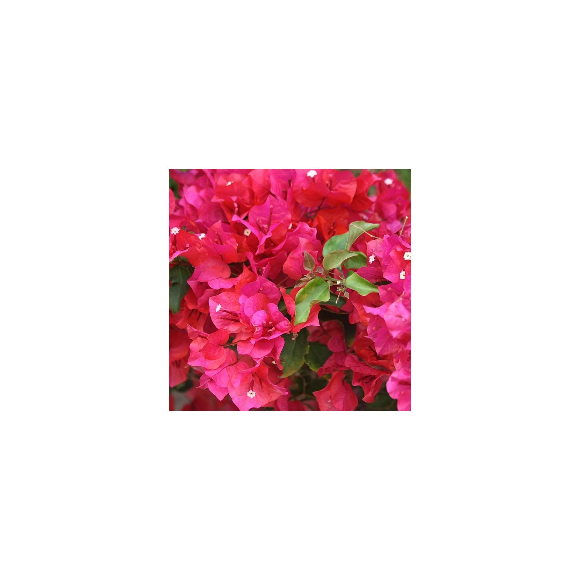 Bougainvillea Louis Wathen – Divine Plants Online Shop