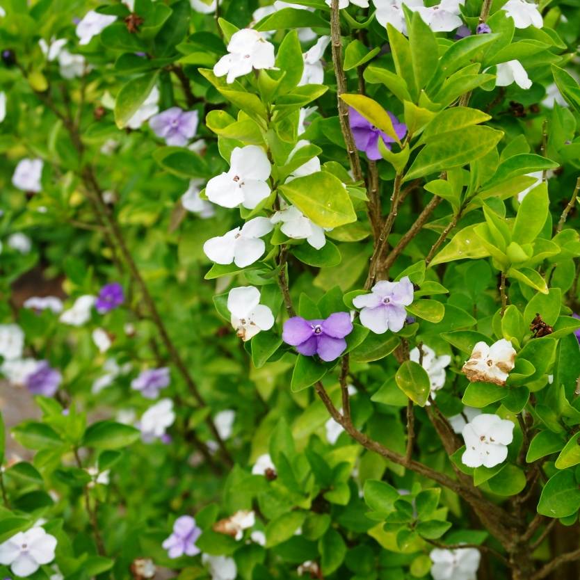 Brunfelsia australis Sweet & Petite – Divine Plants Online Shop