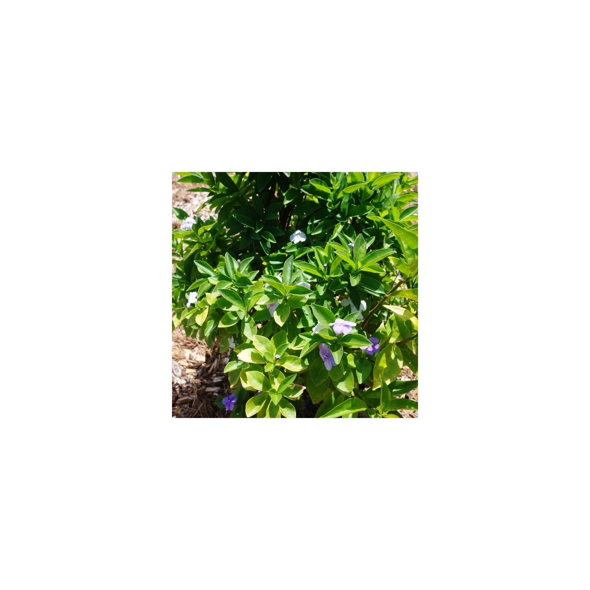 Brunfelsia latifolia compacta – Divine Plants Online Shop