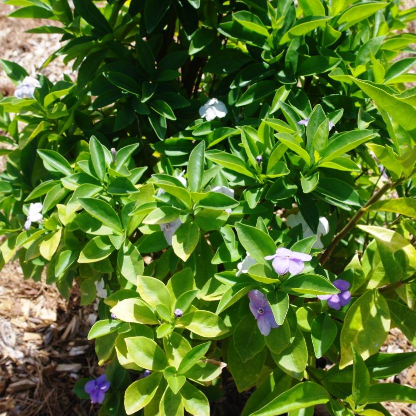 Brunfelsia latifolia compacta – Divine Plants Online Shop