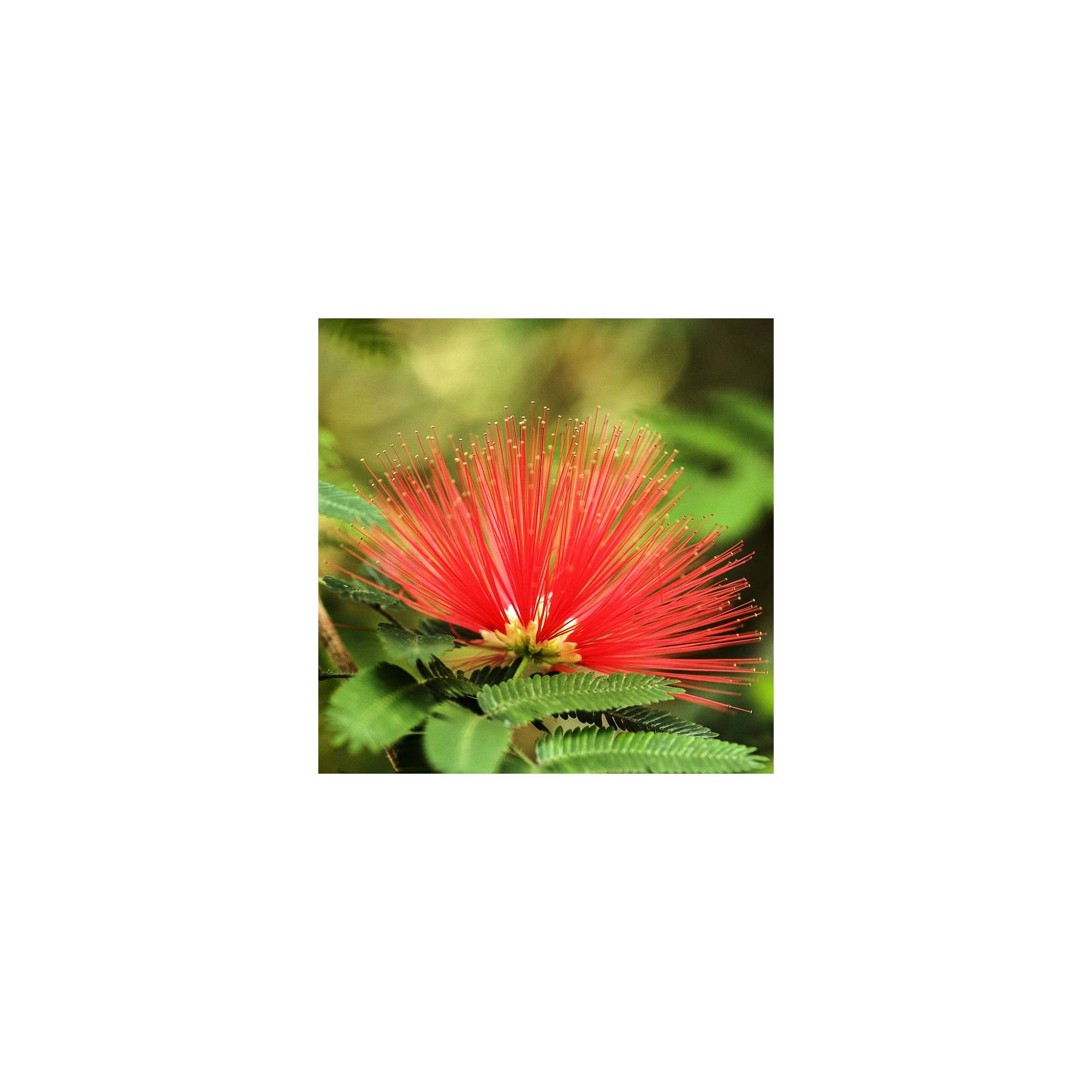 Calliandra tweedii – Divine Plants Online Shop