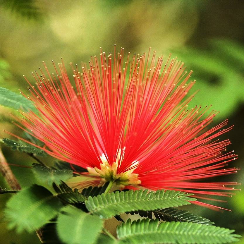 Calliandra tweedii – Divine Plants Online Shop