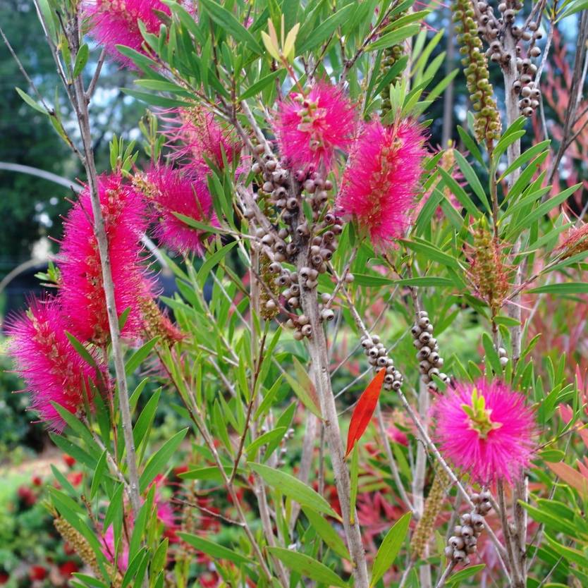 Callistemon salignus Eureka – Divine Plants Online Shop