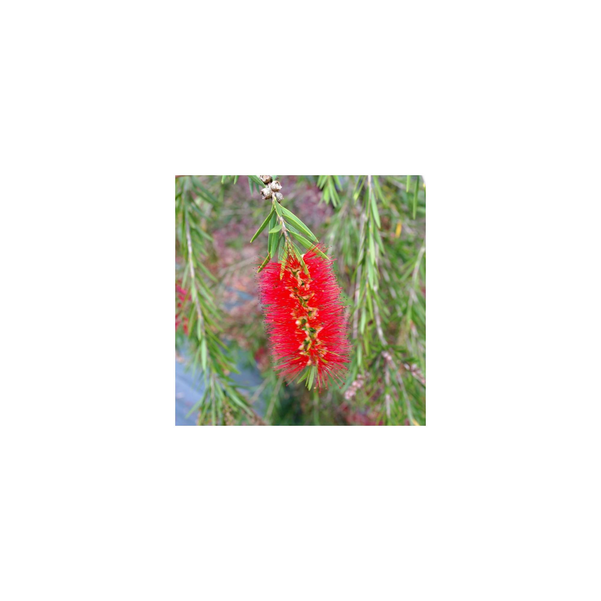 Callistemon viminalis Dawson River Weeper – Divine Plants Online Shop