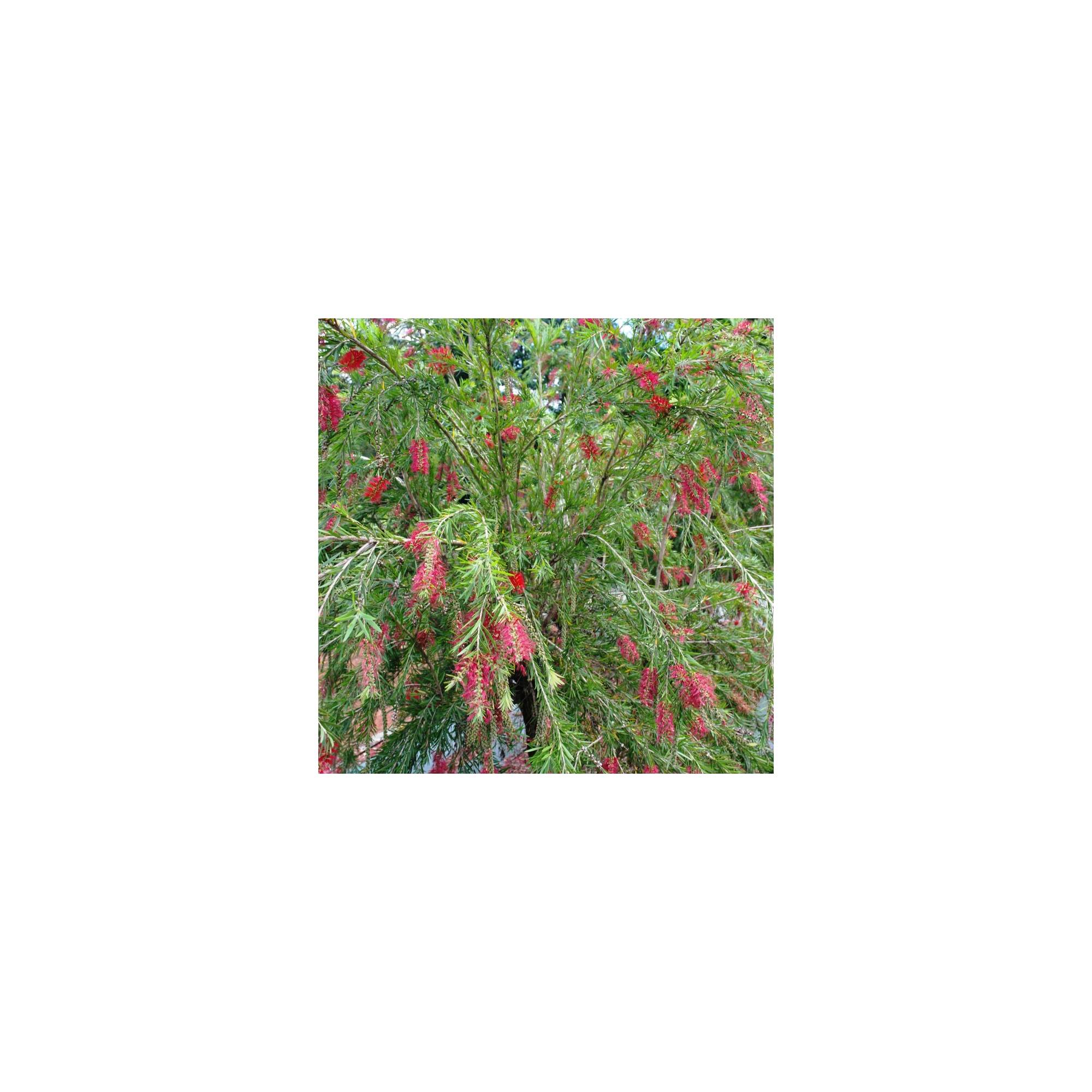 Callistemon viminalis Dawson River Weeper – Divine Plants Online Shop