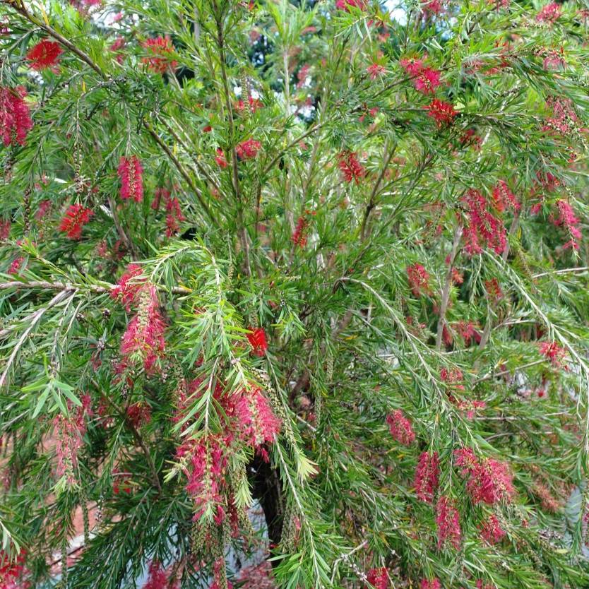 Callistemon viminalis Dawson River Weeper – Divine Plants Online Shop