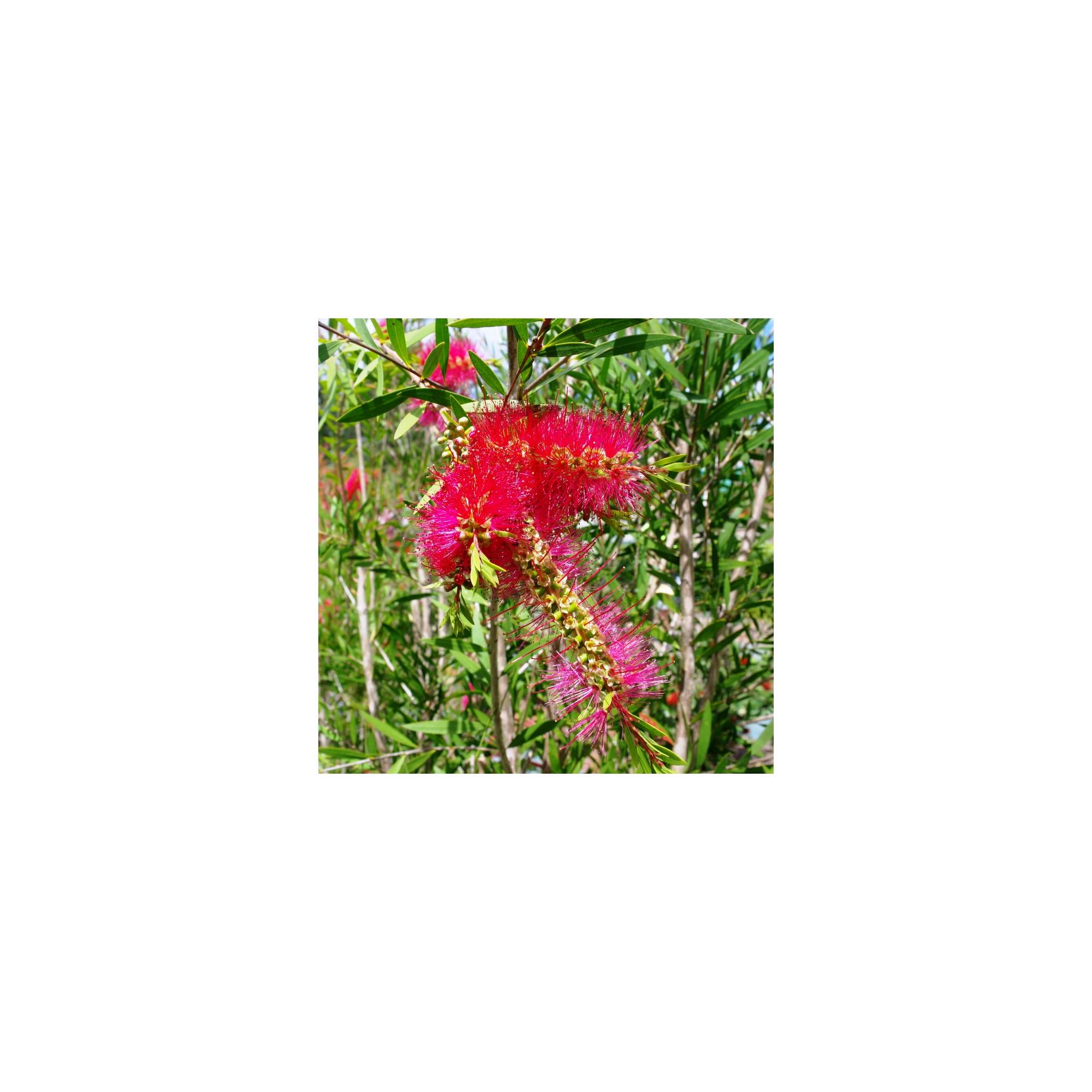 Callistemon viminalis Wildfire – Divine Plants Online Shop