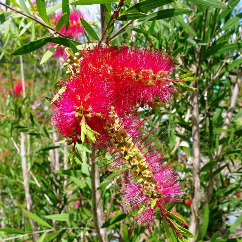 Callistemon viminalis Wildfire – Divine Plants Online Shop