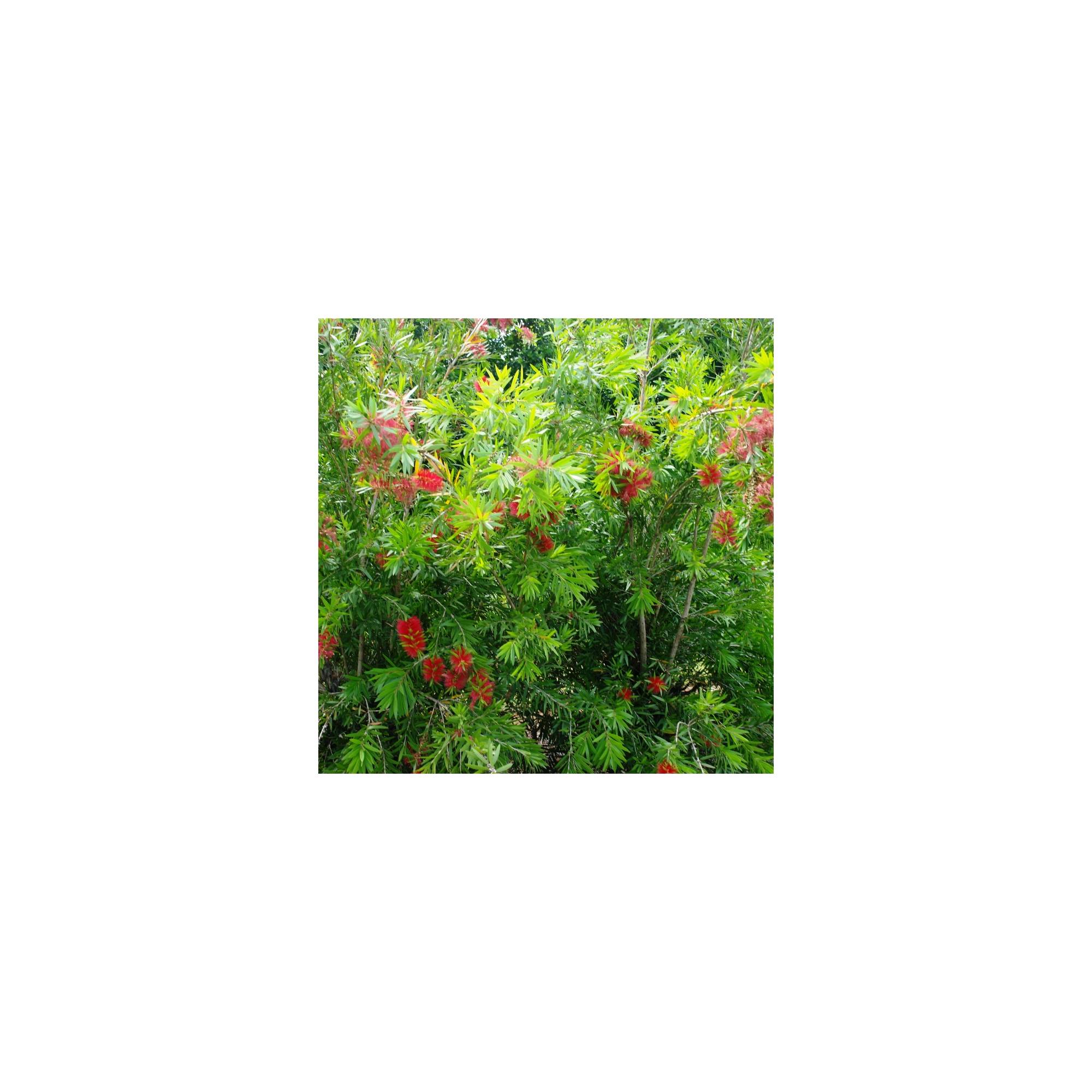 Callistemon viminalis Wildfire – Divine Plants Online Shop