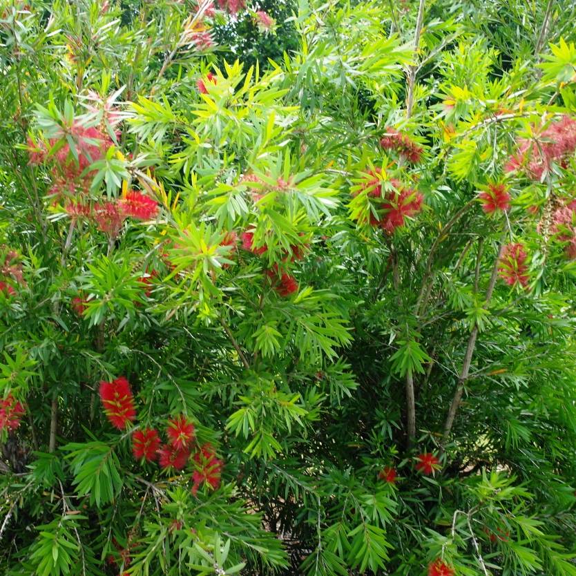 Callistemon viminalis Wildfire – Divine Plants Online Shop